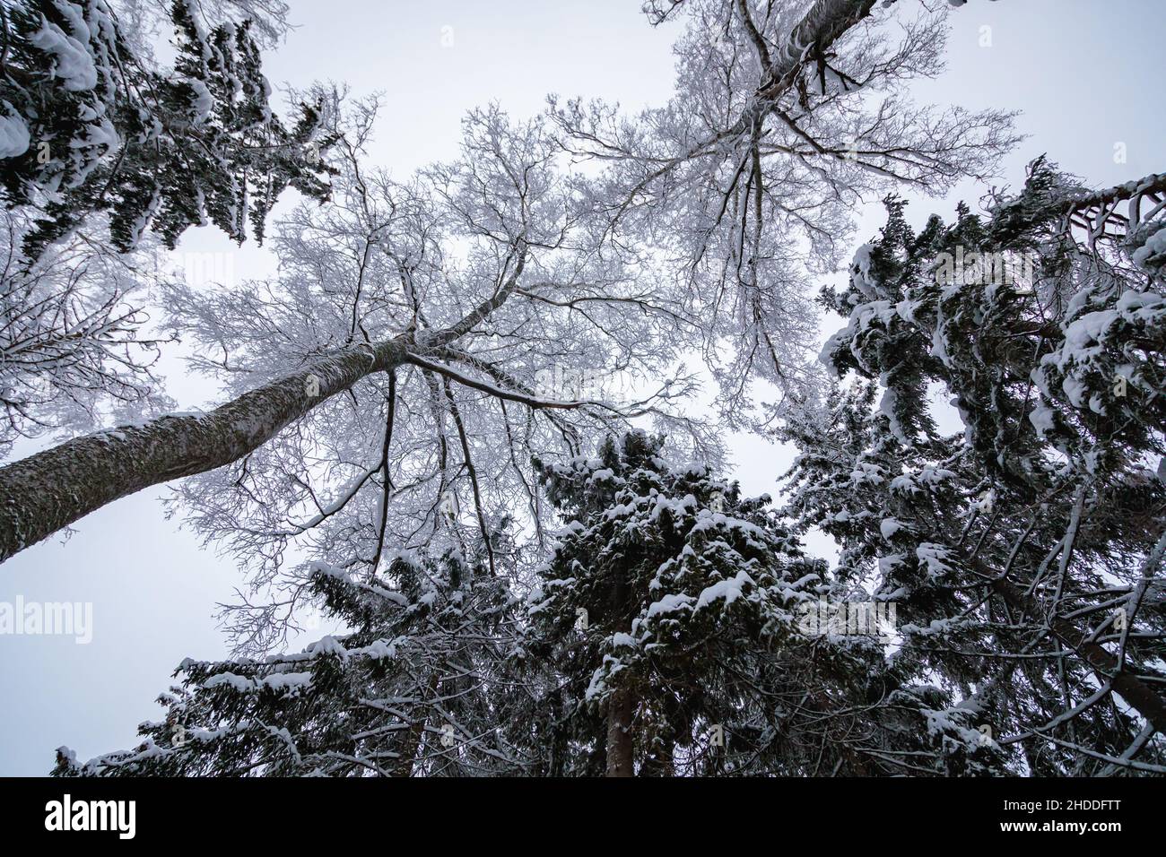 Large fir trees in a snowy forest. White fluffy snow on the branches of ...