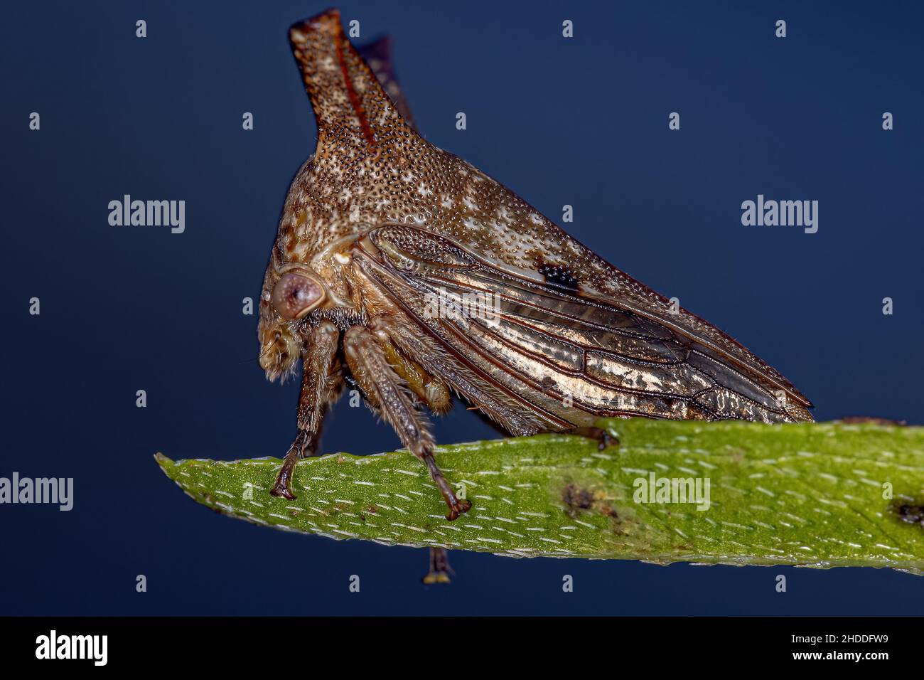 Adult Typical Treehopper of the Family Membracidae Stock Photo - Alamy