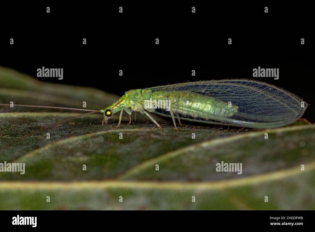 Adult Typical Green Lacewing of the Genus Ceraeochrysa Stock Photo - Alamy