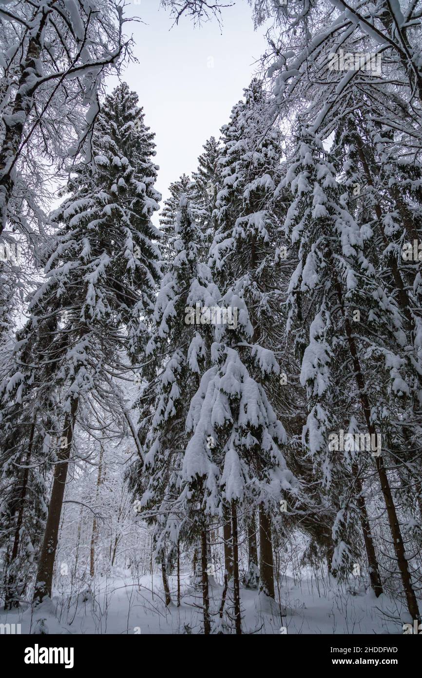 Large fir trees in a snowy forest. White fluffy snow on the branches of ...