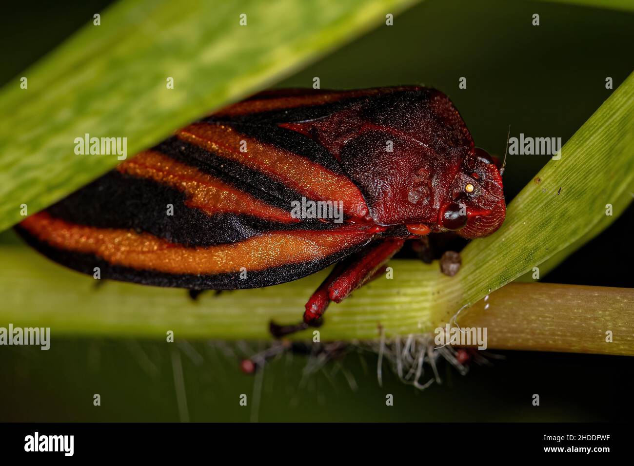 Adult Froghopper Insect of the Family Cercopidae Stock Photo - Alamy