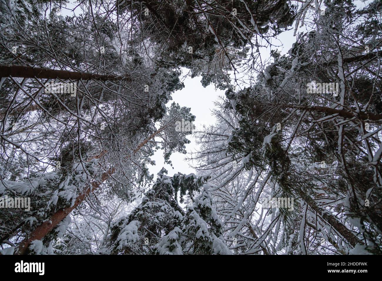 Large fir trees in a snowy forest. White fluffy snow on the branches of ...