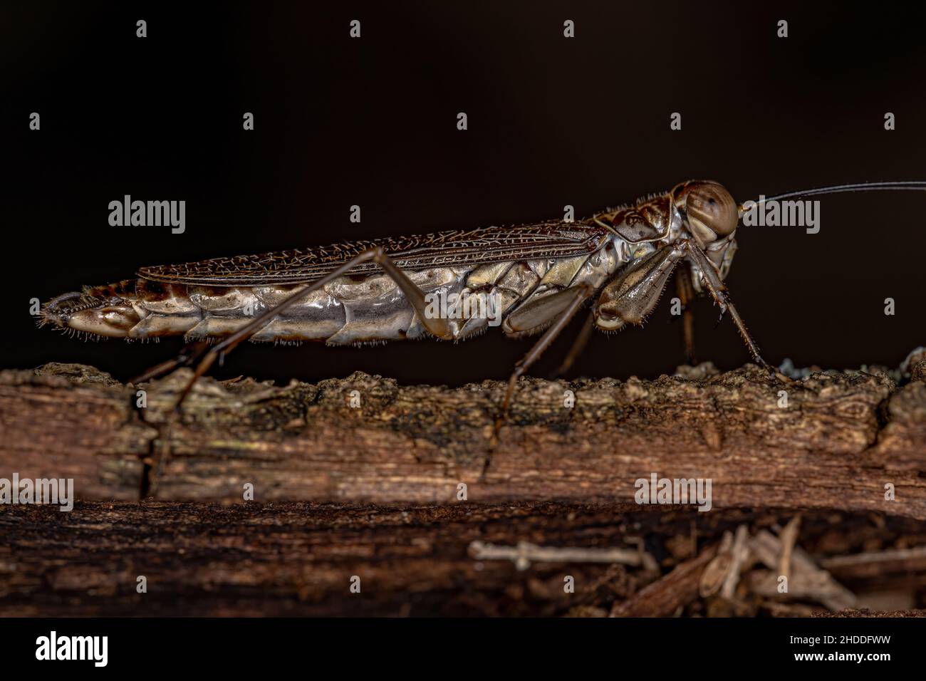 Adult Mantoidid Mantis of the Genus Mantoida Stock Photo - Alamy
