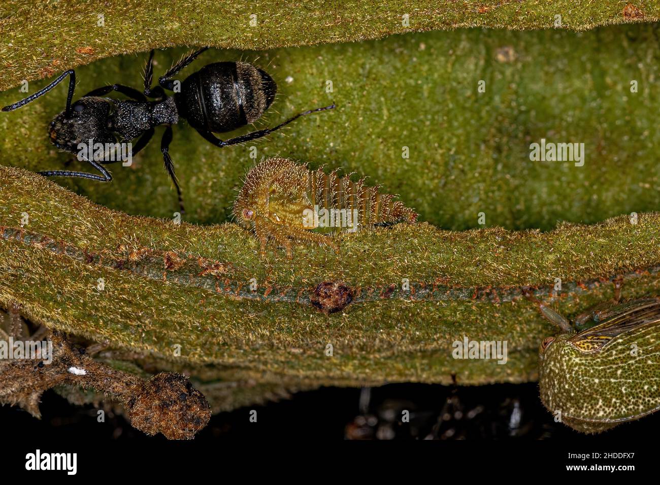 Green Treehopper Nymph of the Family Membracidae Stock Photo - Alamy