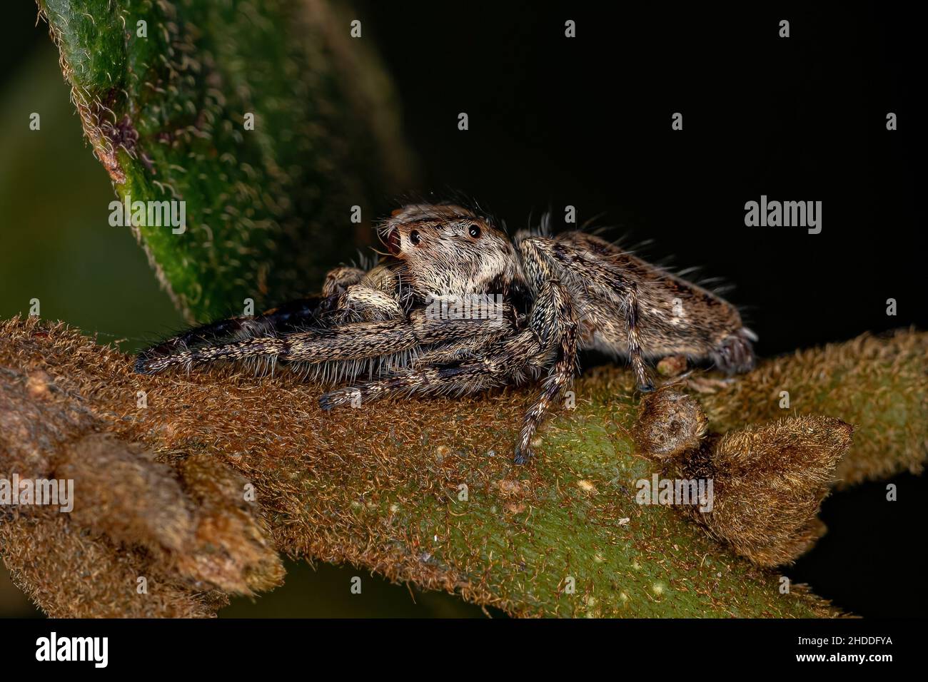 Adult Male Jumping Spider of the Subtribe Dendryphantina Stock Photo ...