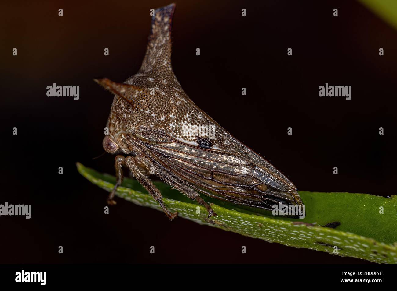Adult treehopper hi-res stock photography and images - Alamy