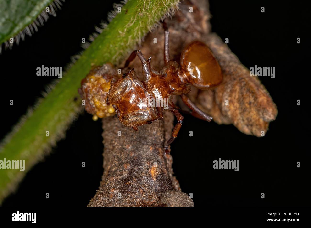 Adult Yellow Turtle Ant of the Genus Cephalotes Stock Photo - Alamy