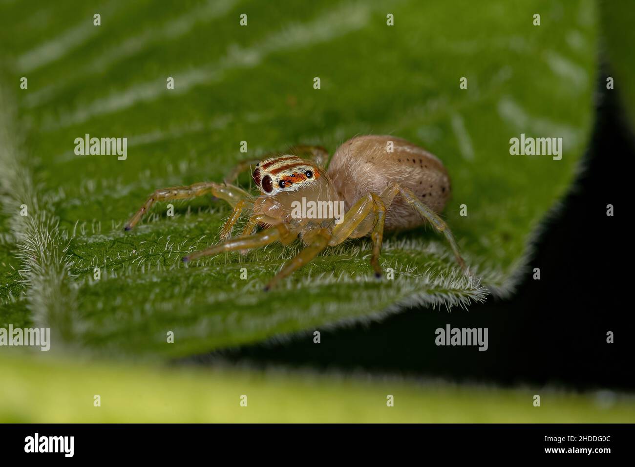 Small Jumping Spider of the Genus Chira Stock Photo - Alamy