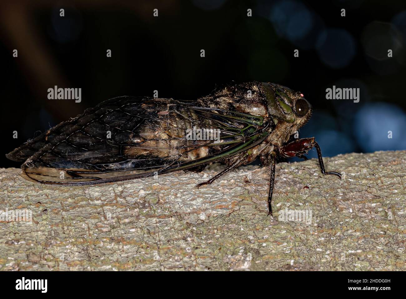 Adult Cicada Insect of the Genus Fidicina Stock Photo - Alamy