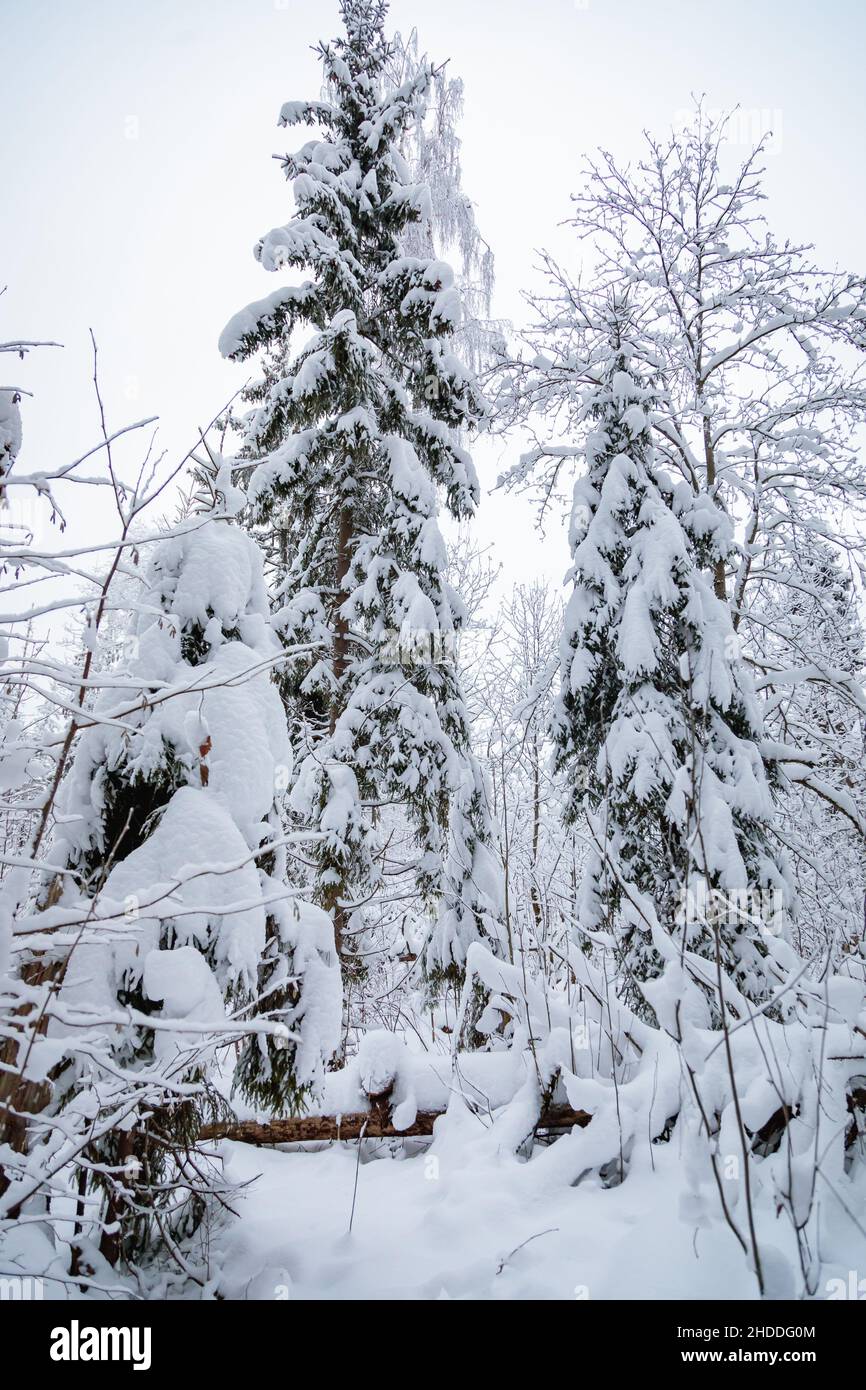 Large fir trees in a snowy forest. White fluffy snow on the branches of ...