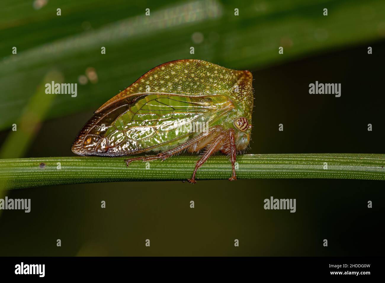 Adult Buffalo Treehopper of the Tribe Ceresini Stock Photo - Alamy
