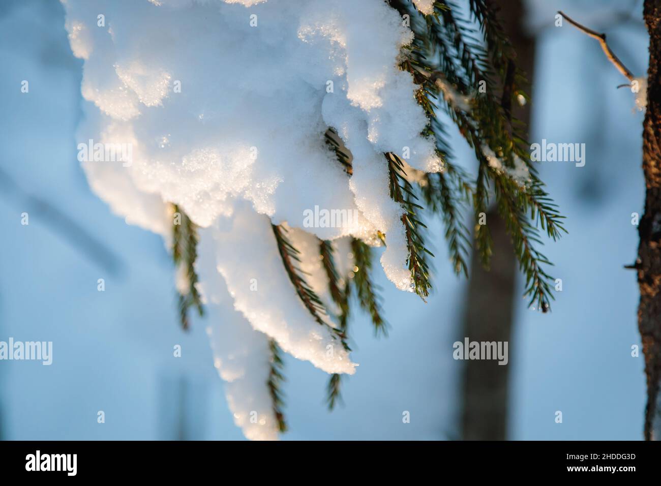 Large fir trees in a snowy forest. White fluffy snow on the branches of ...