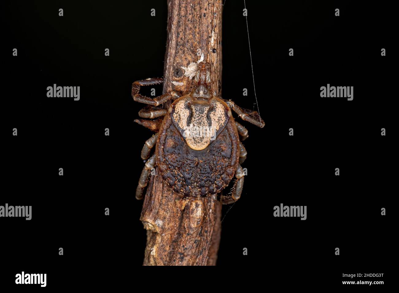 Bont tick hi-res stock photography and images - Alamy