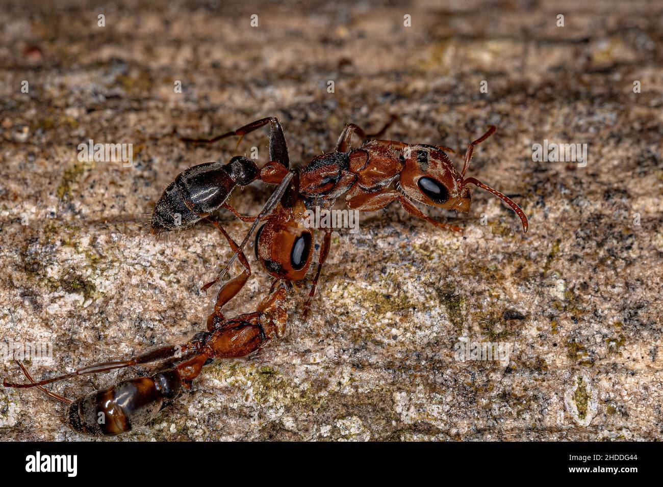 Adult Female Twig Ant of the Genus Pseudomyrmex Stock Photo - Alamy