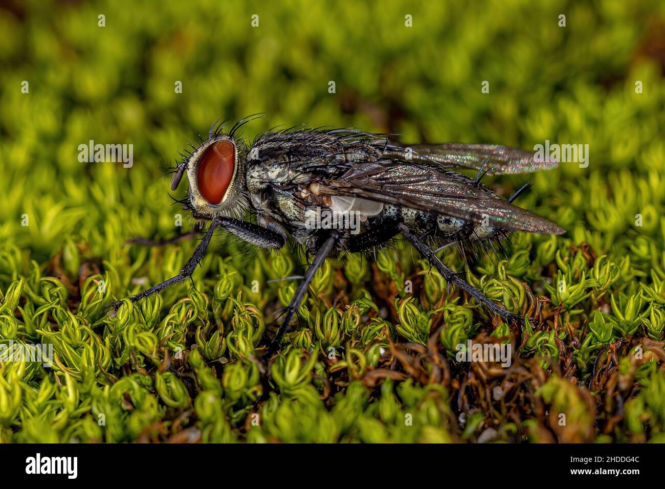 Adult Flesh Fly of the Family Sarcophagidae Stock Photo - Alamy