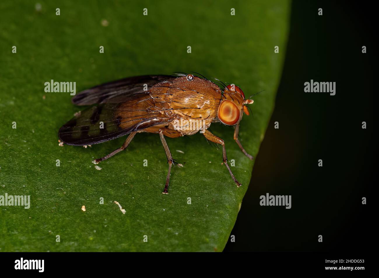 Adult Acalyptrate Fly of the Zoosubsection Acalyptratae Stock Photo - Alamy