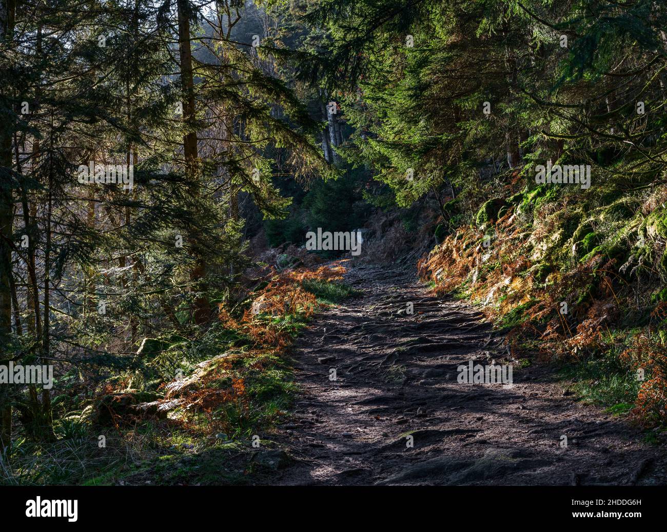 Bright autumn colors in the Vosges mountains. Alsace. The multicolored ...