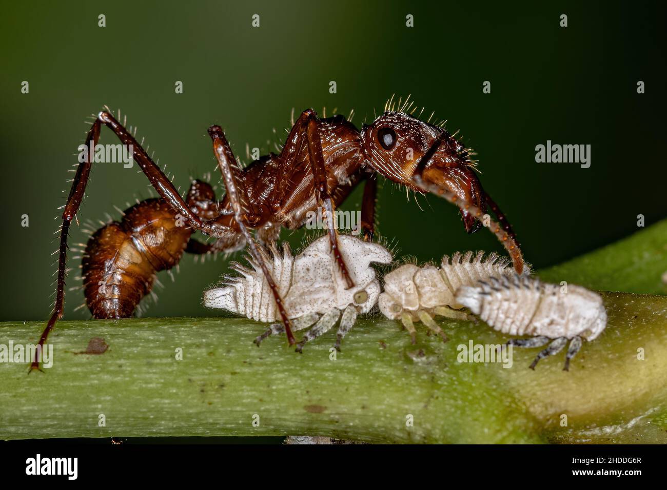 Adult Female Ectatommine Ant of the Genus Ectatomma protecting small ...