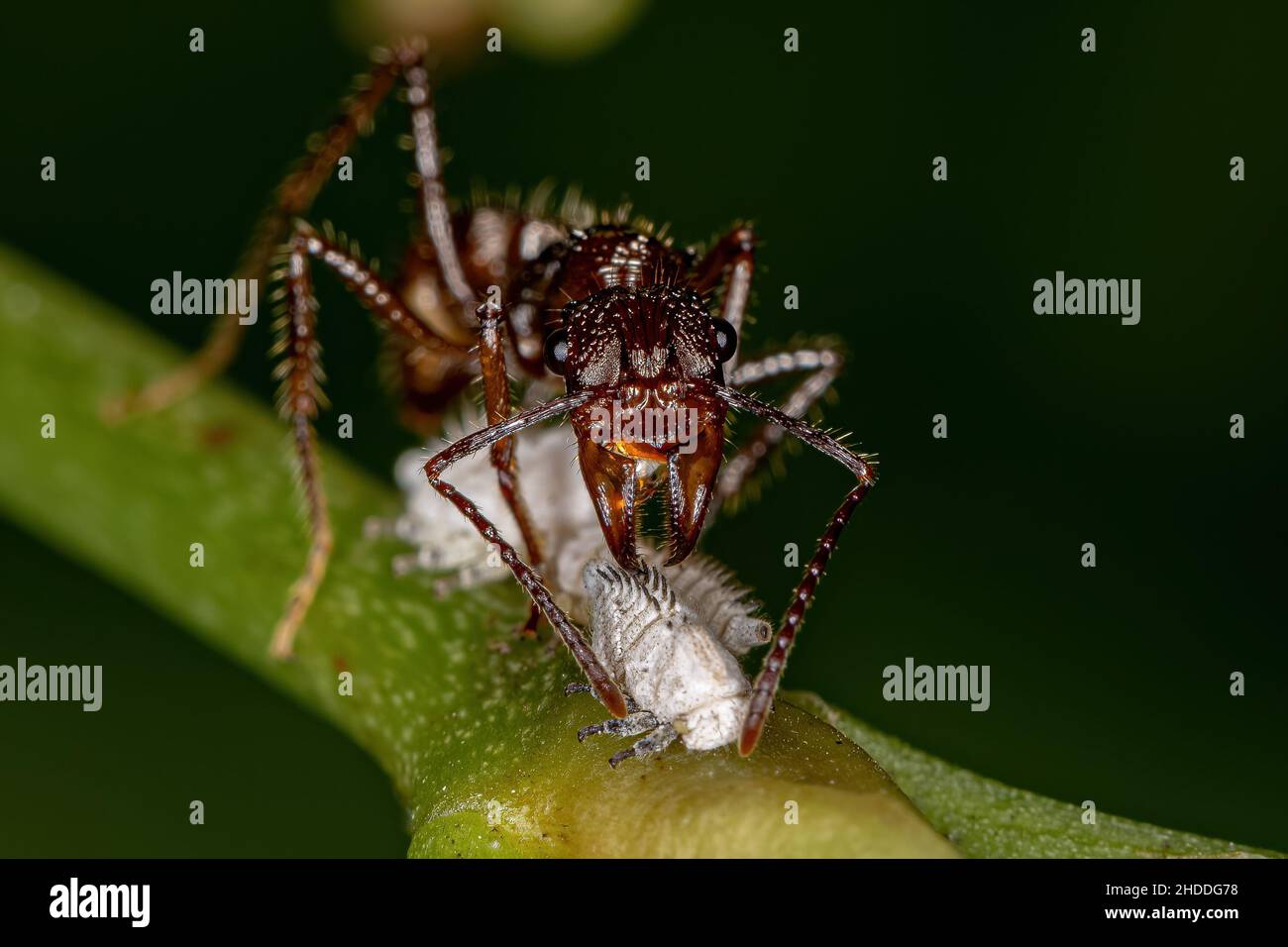 Adult Female Ectatommine Ant of the Genus Ectatomma protecting small ...