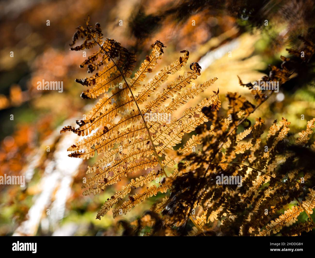 Bright autumn colors in the Vosges mountains. Alsace. The multicolored ...