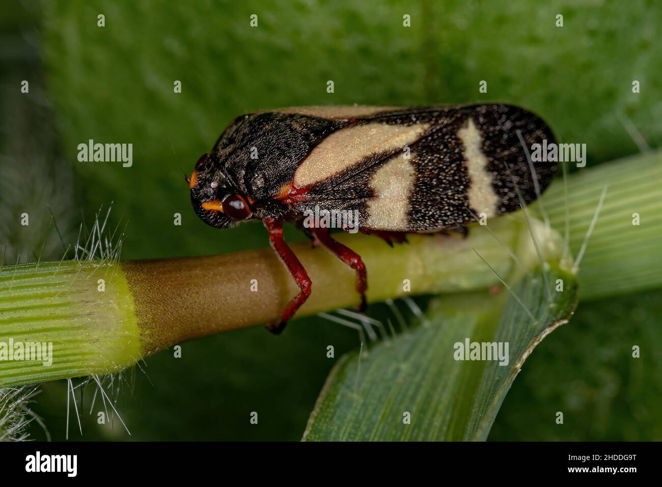Adult Froghopper Insect of the species Deois flavopicta Stock Photo - Alamy