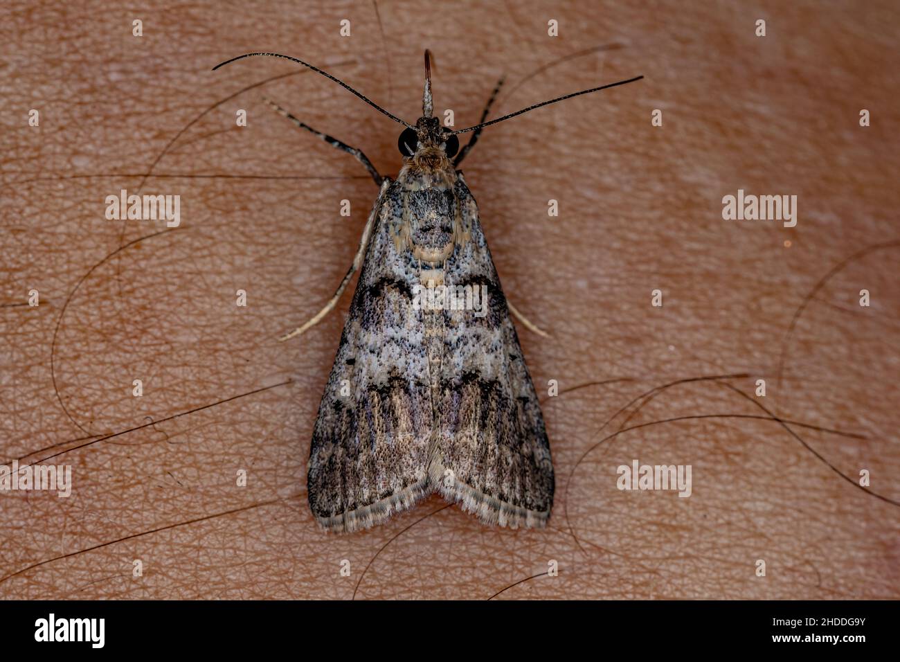 Adult Pyralid Snout Moth of the Family Pyralidae Stock Photo - Alamy