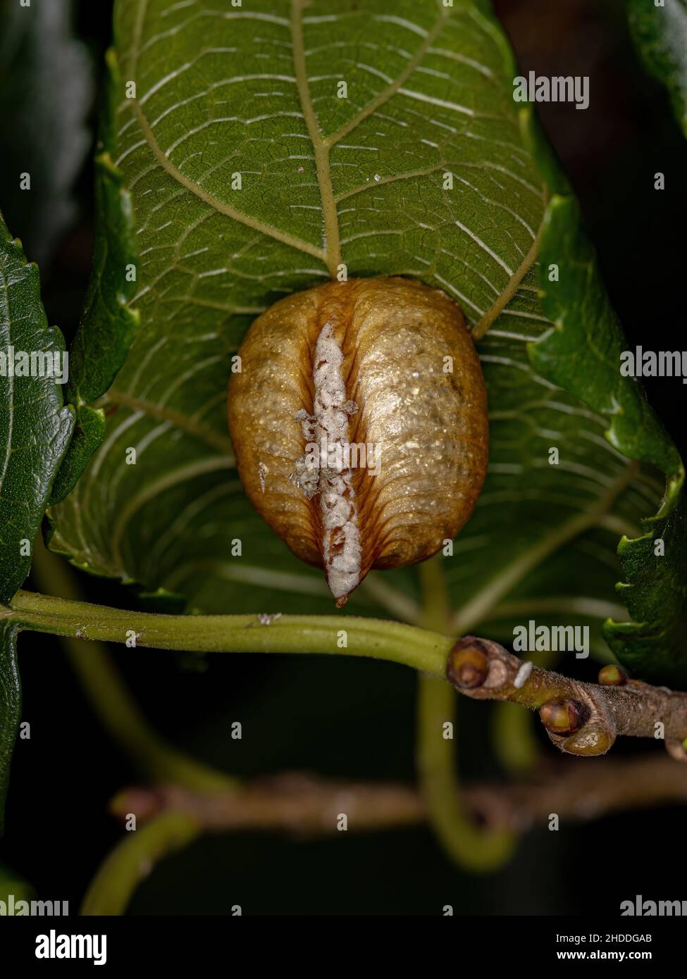 Mantodea egg hi-res stock photography and images - Alamy