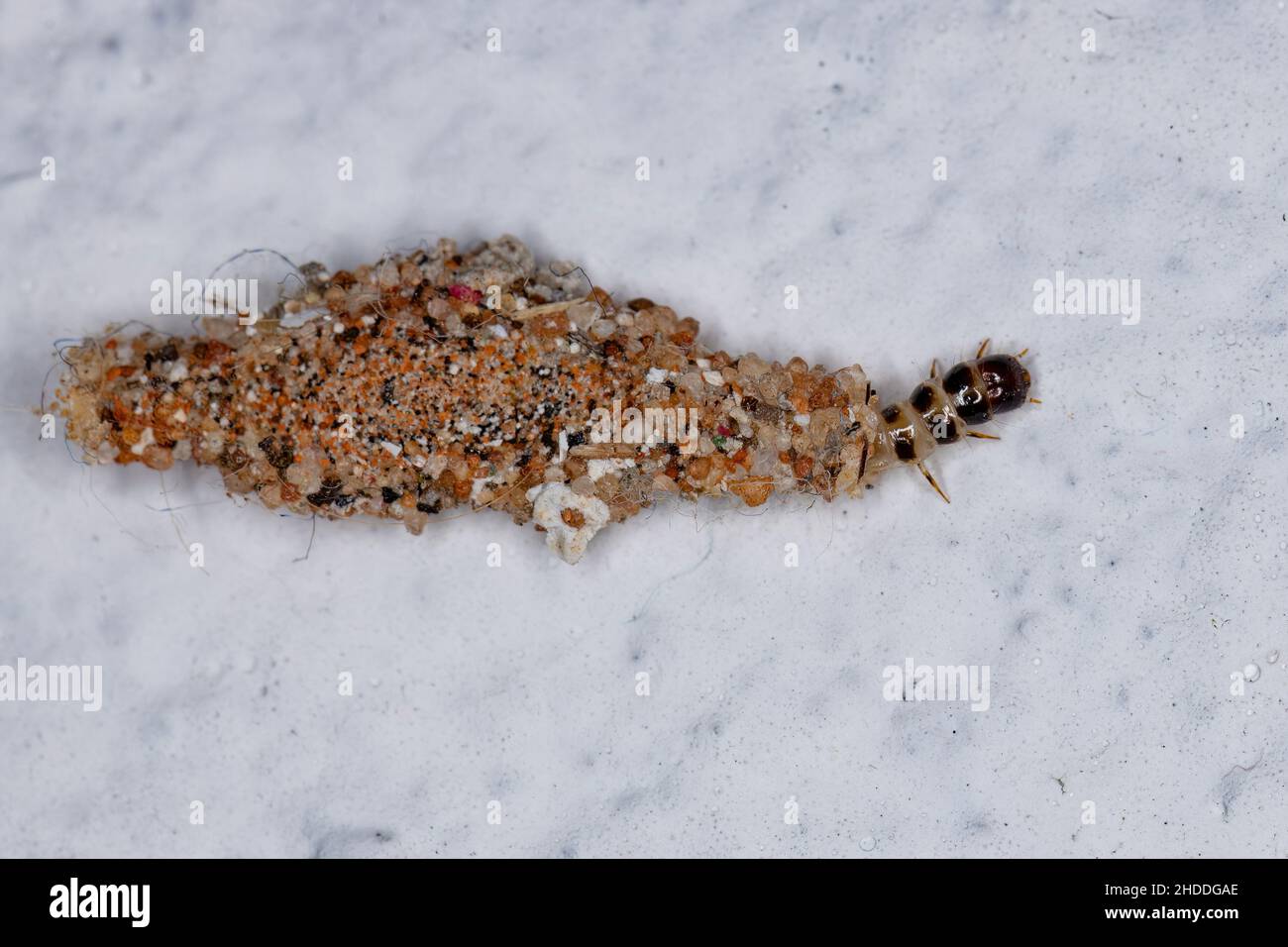 Small caterpillar cloth moth of the genus Phereoeca Stock Photo - Alamy