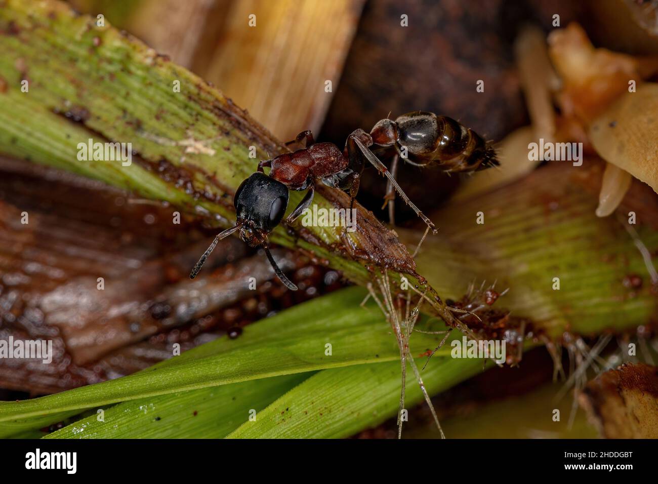Elongated ant hi-res stock photography and images - Alamy