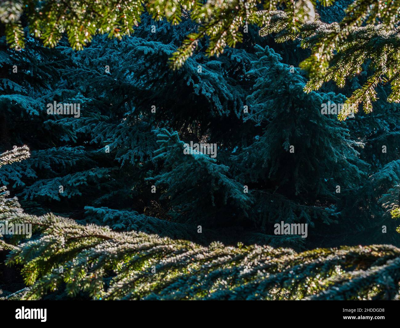 Bright autumn colors in the Vosges mountains. Alsace. The multicolored ...