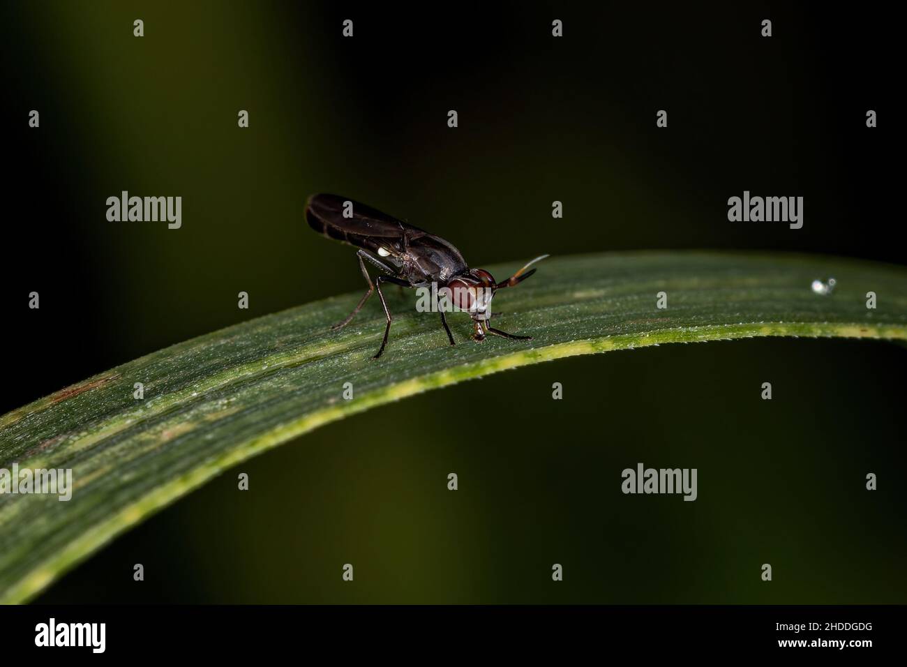 Adult Acalyptrate Fly of the Zoosubsection Acalyptratae Stock Photo - Alamy
