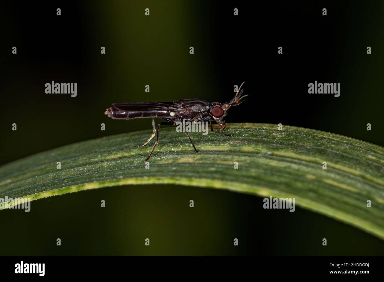 Adult Acalyptrate Fly of the Zoosubsection Acalyptratae Stock Photo - Alamy