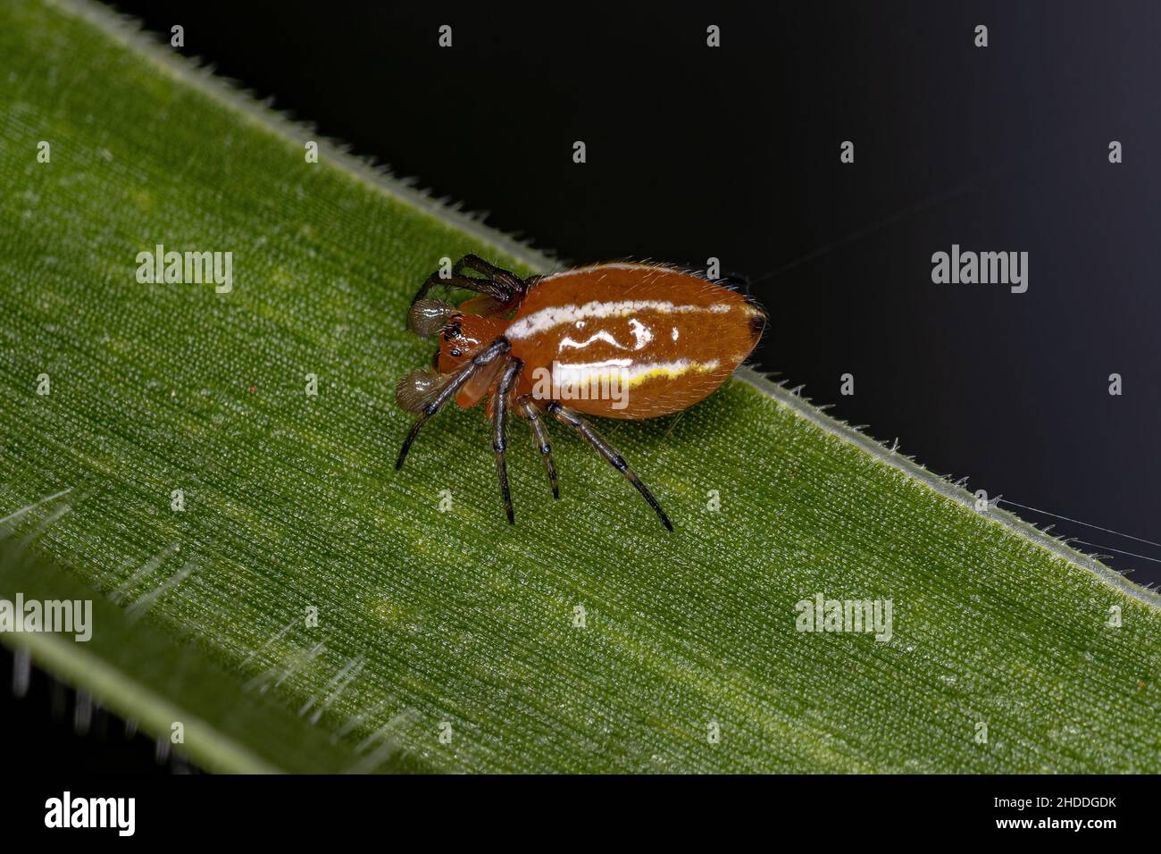 Adult Typical Orbweaver Spider of the species Alpaida rubellula Stock ...