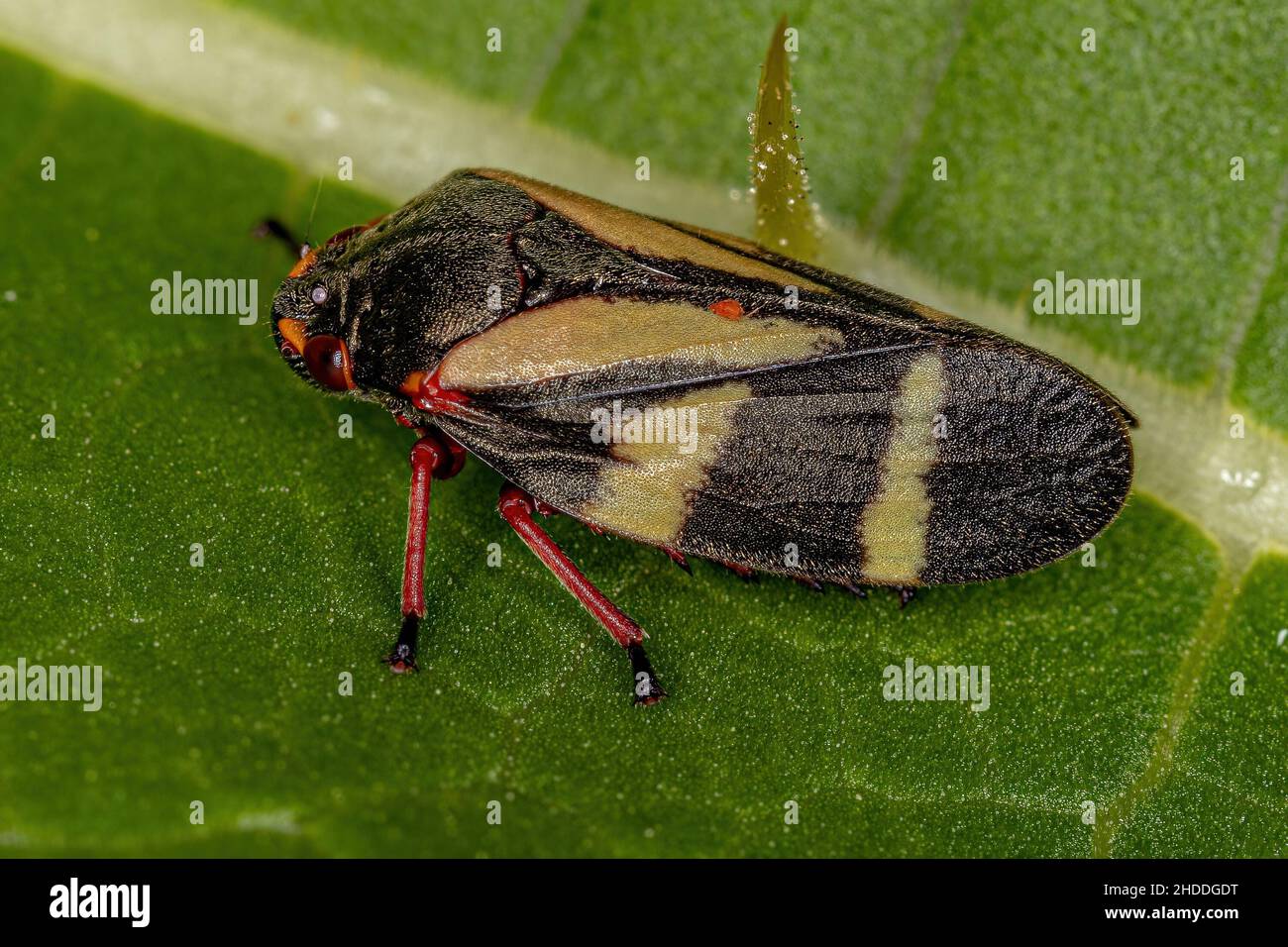 Adult Froghopper Insect of the species Deois flavopicta Stock Photo - Alamy