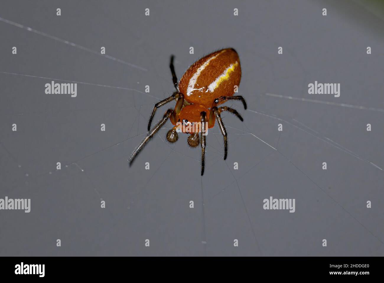 Adult Typical Orbweaver Spider of the species Alpaida rubellula Stock ...
