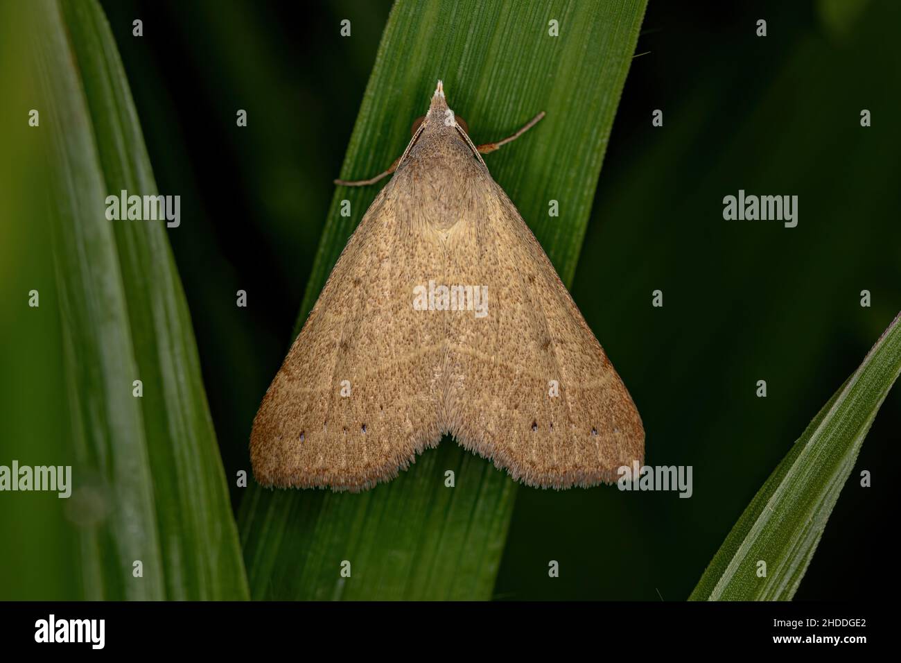 Adult Moth Insect of the order lepidoptera Stock Photo - Alamy