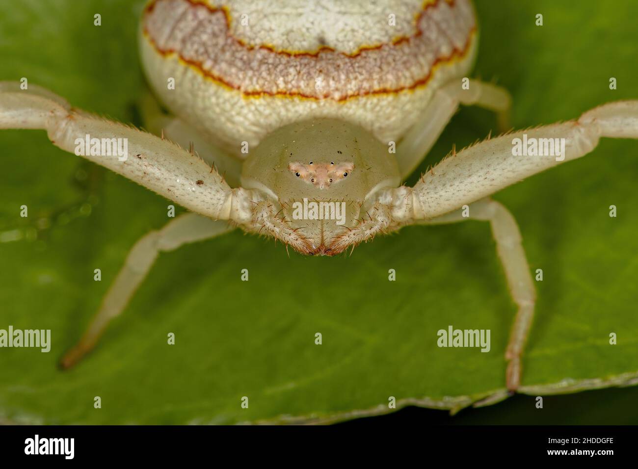 Adult Female Crab Spider of the Family Thomisidae Stock Photo - Alamy
