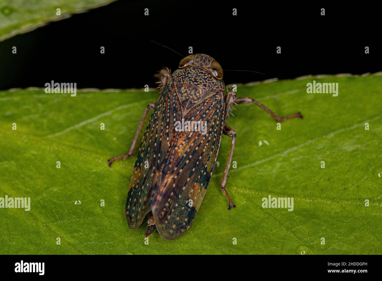 adult Typical Leafhopper of the Subfamily Coelidiinae Stock Photo - Alamy