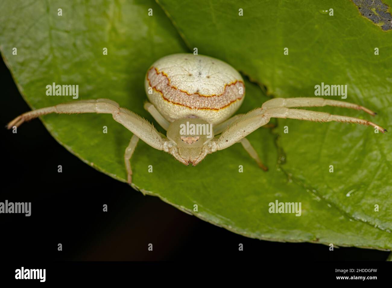 Adult Female Crab Spider of the Family Thomisidae Stock Photo - Alamy