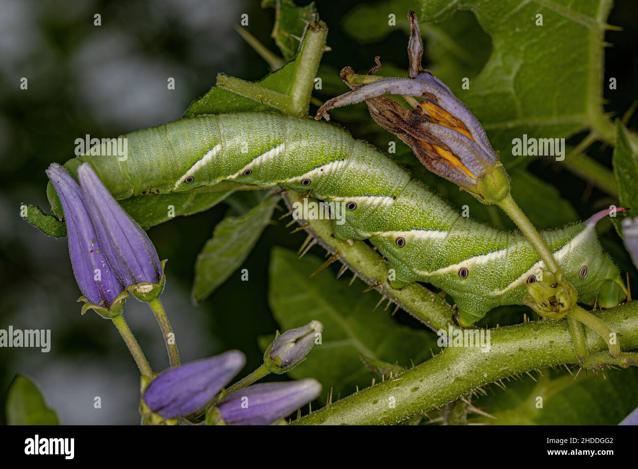 Adult Sphinx Moth of the Family Sphingidae Stock Photo - Alamy