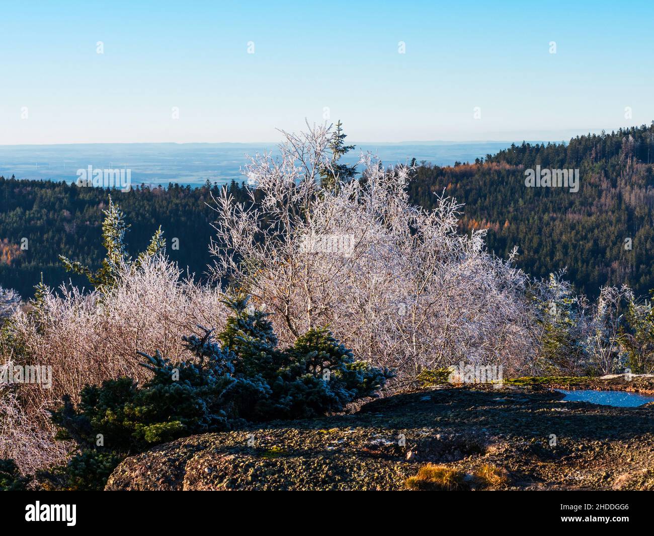 First winter cold. On the tops of the Vosges mountains, the trees are ...
