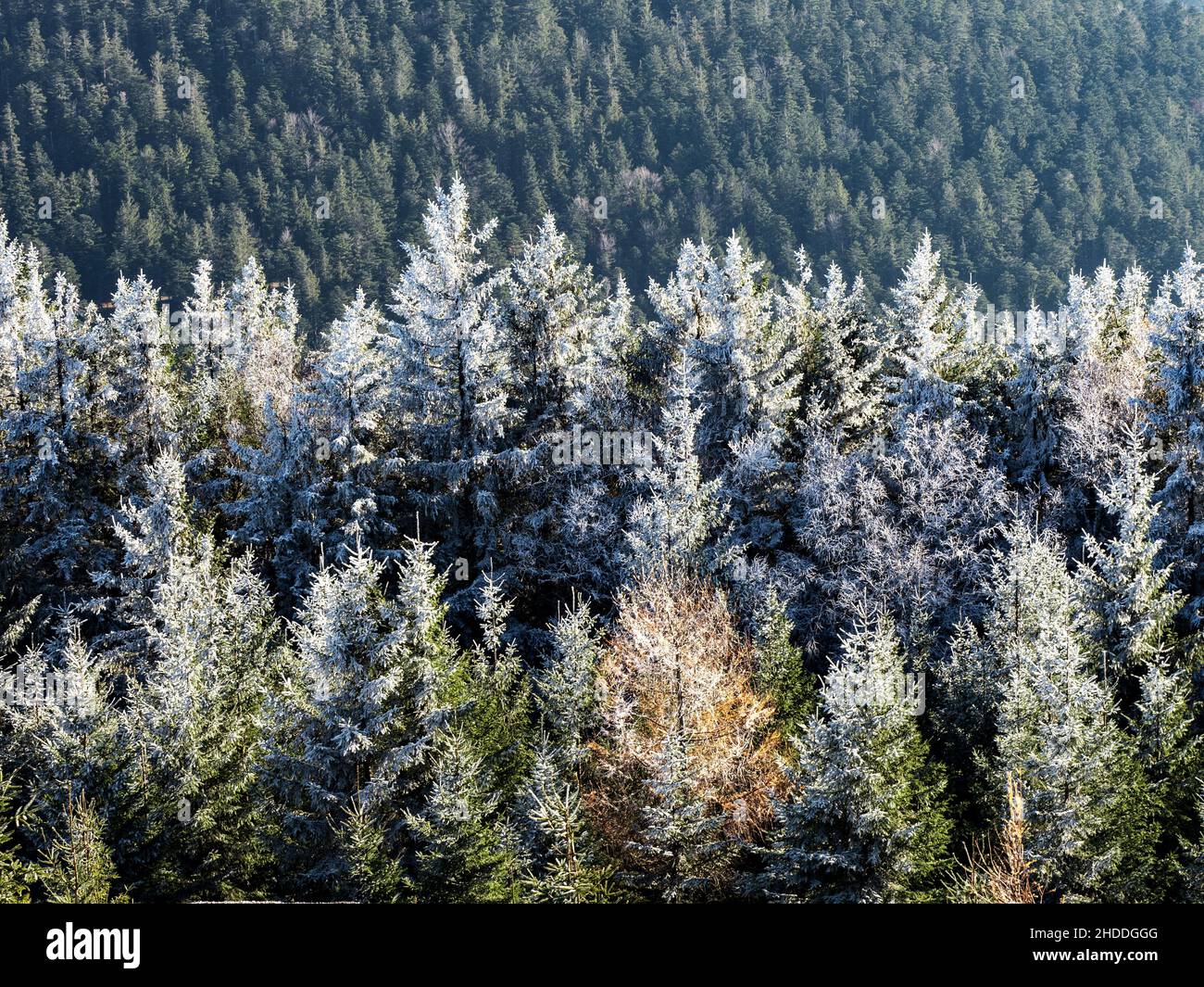 First winter cold. On the tops of the Vosges mountains, the trees are ...
