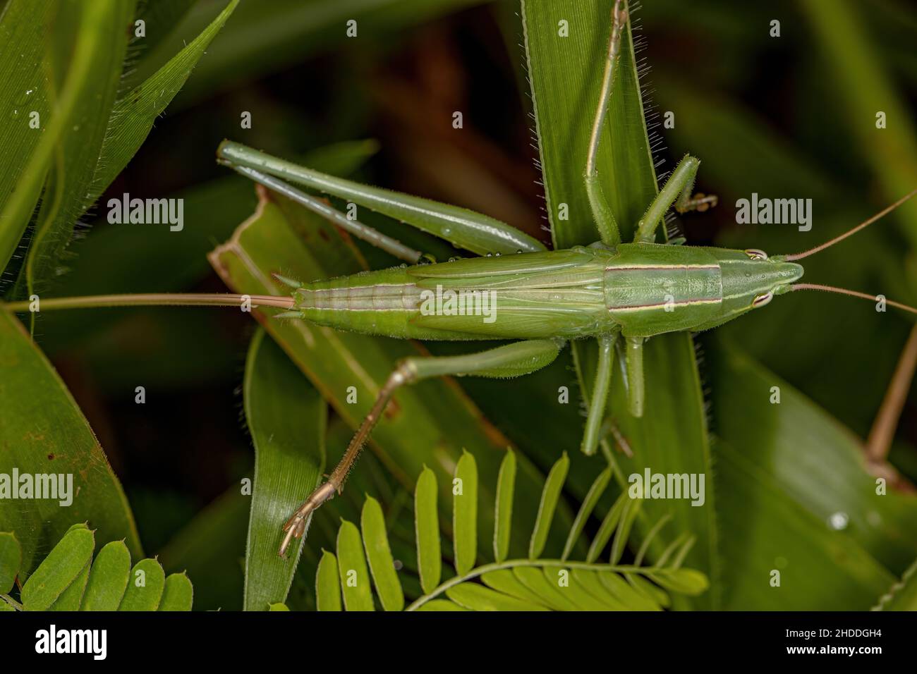 Common Conehead Nymph of the Genus Neoconocephalus Stock Photo - Alamy