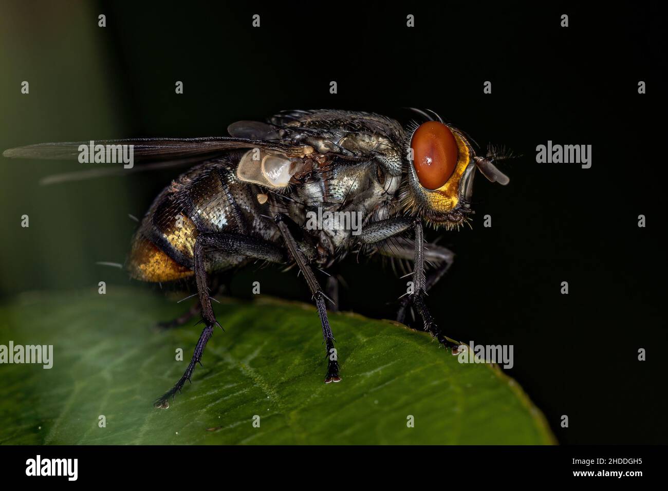 Adult Flesh Fly of the Family Sarcophagidae Stock Photo - Alamy