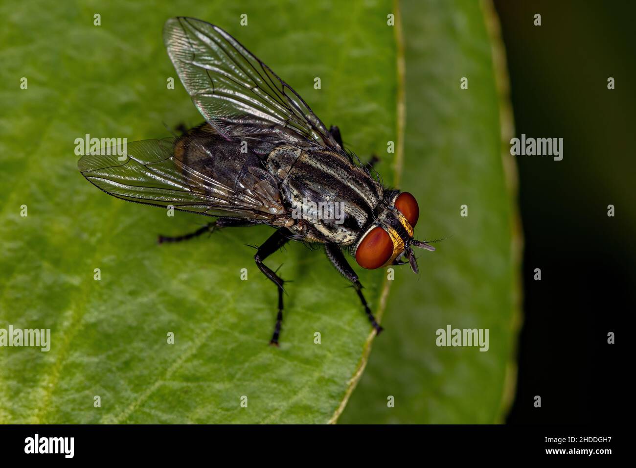 Adult Flesh Fly of the Family Sarcophagidae Stock Photo - Alamy