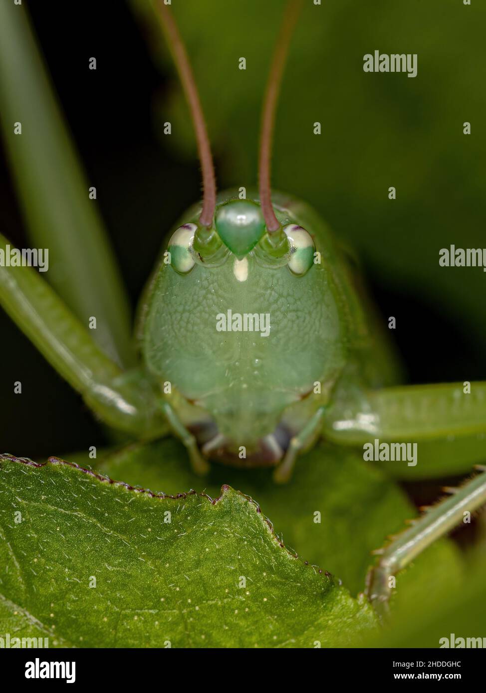 Common Conehead Grasshopper High Resolution Stock Photography and ...
