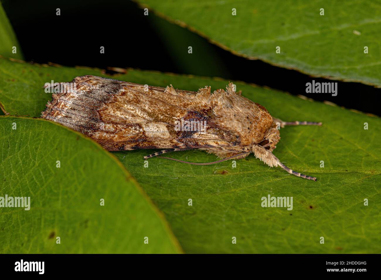 Male Adult Moth of the species Spodoptera cosmioides Stock Photo - Alamy