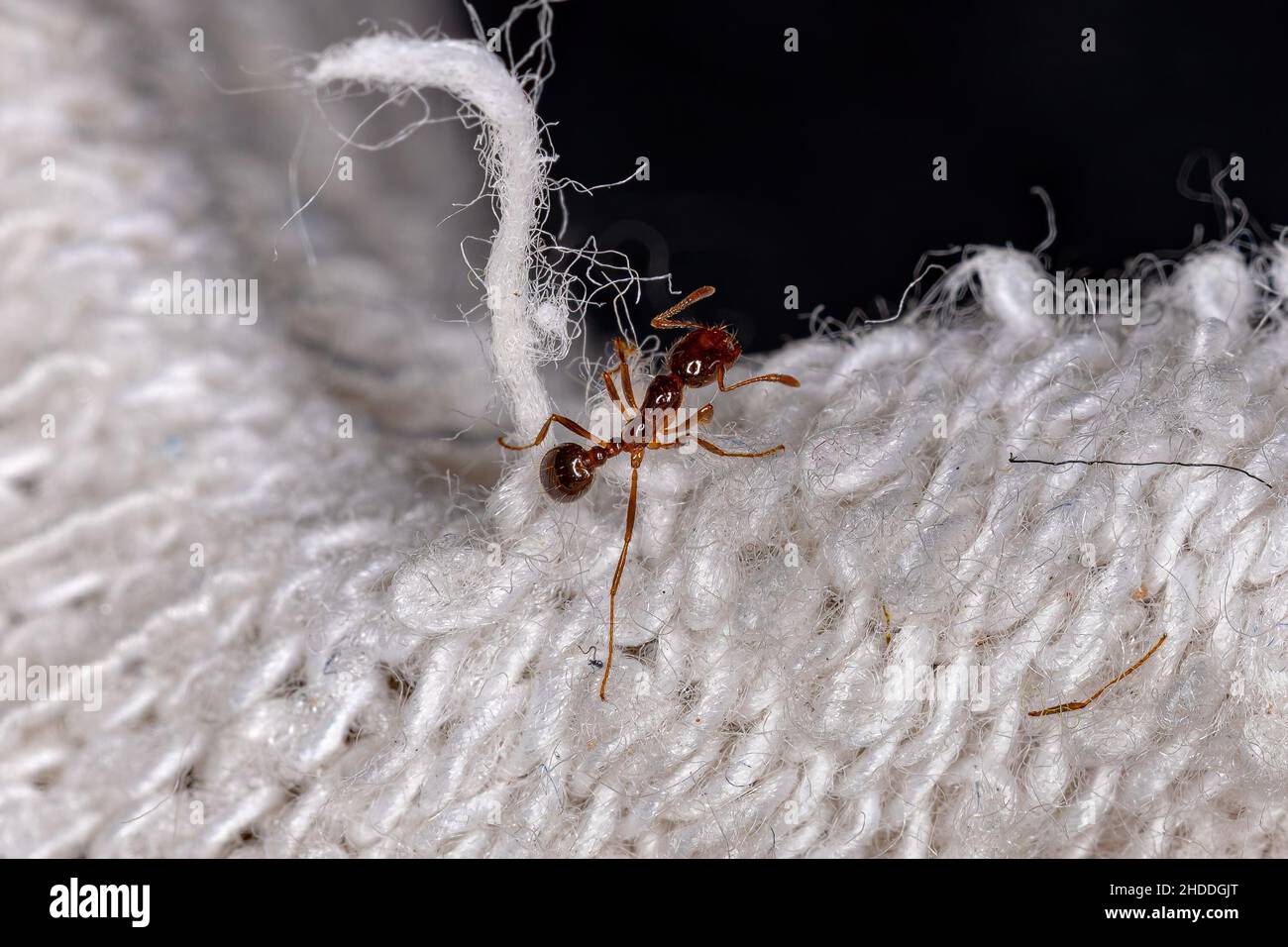 Adult Fire Ant of the Genus Solenopsis Stock Photo - Alamy