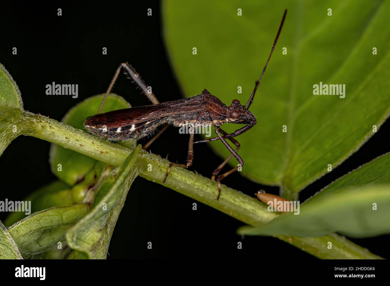 Adult Broad-headed Bug of the Subfamily Alydinae Stock Photo - Alamy