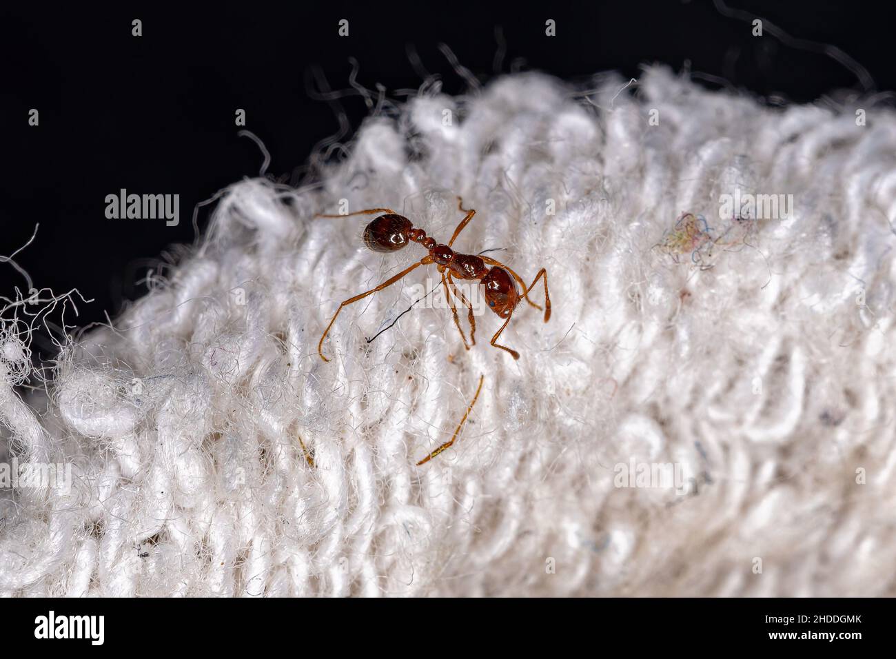 Adult Fire Ant of the Genus Solenopsis Stock Photo - Alamy
